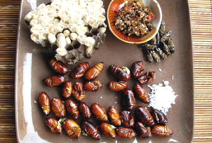 Insecten eten?! | C-life